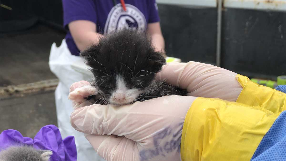 ARL continues to find more cats in hoarding case