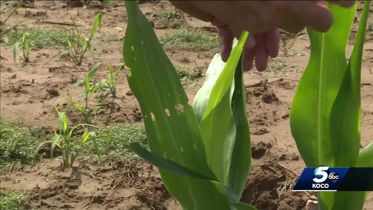 Destructive worms making their way back to Oklahoma