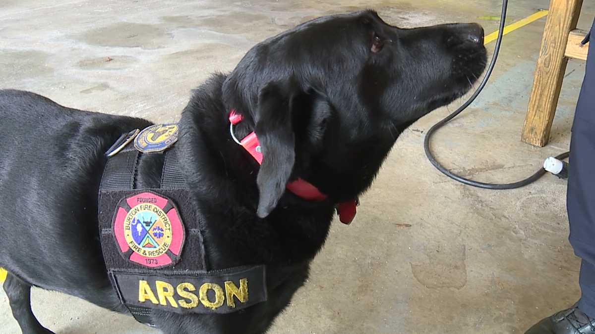 Arson dog helping Burton firefighters sniff out answers