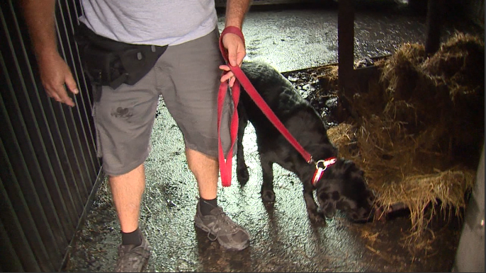 Dozens of dogs head back to school to help solve crimes