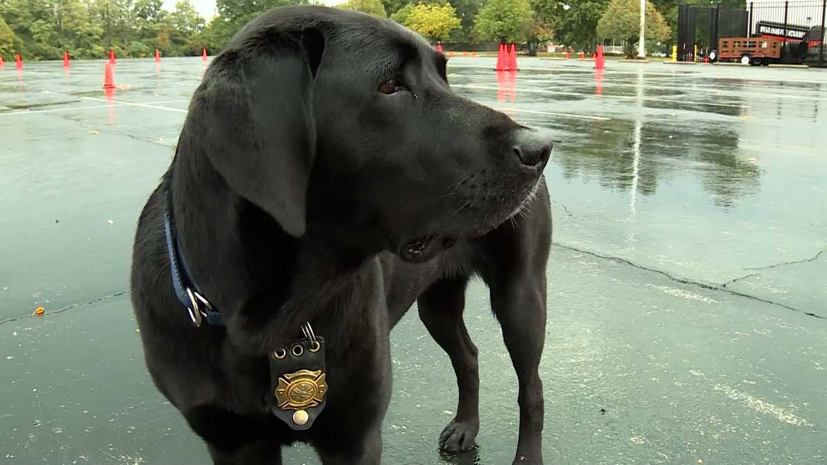 Sharonville Fire Department K-9 using nose to help solve crimes