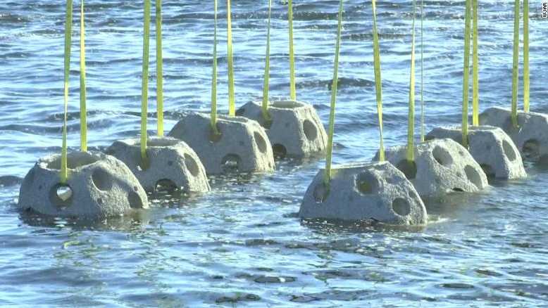 First-of-its-kind artificial reef used to boost fish population
