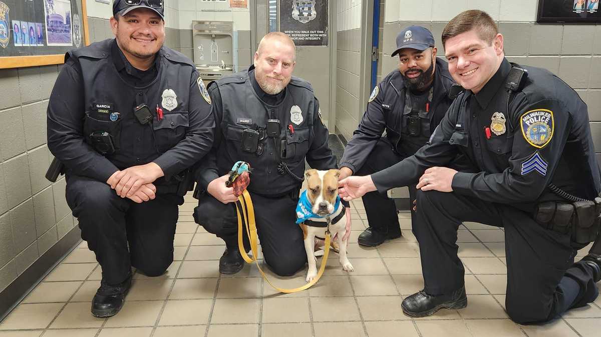 Photoshoots at MPD District 6 help MADACC shelter dogs get adopted