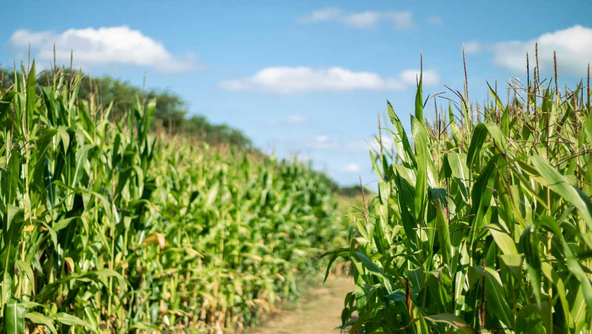 SC farm joins dozens of farms across North America with Lainey Wilson ...