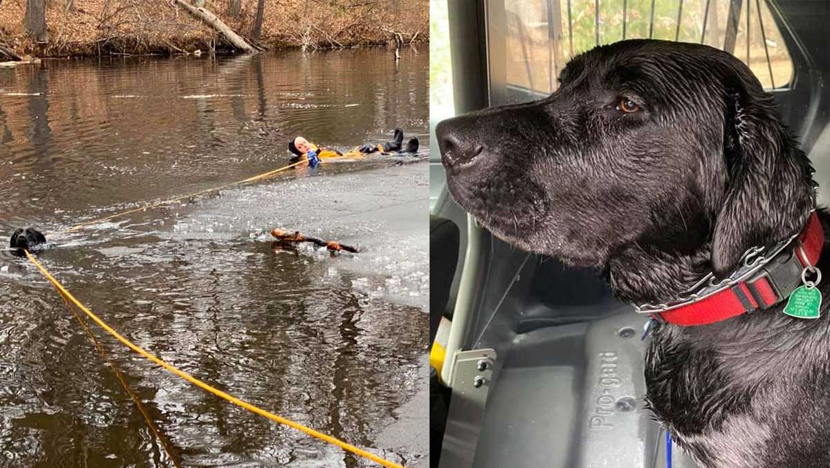 Dog rescued from water after falling through ice in Ashland