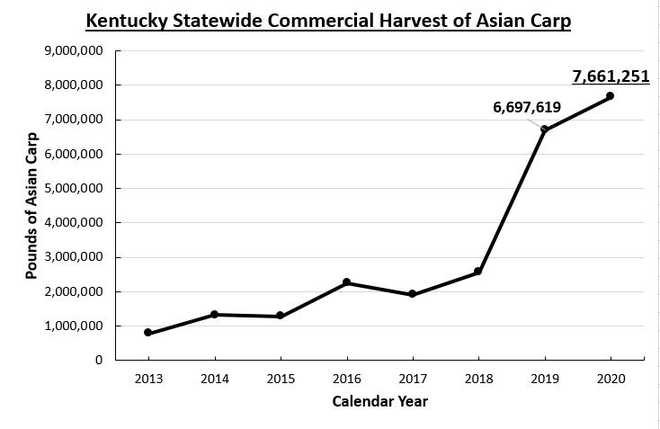 Commercial fishers removed over 7.6 million pounds of invasive Asian ...