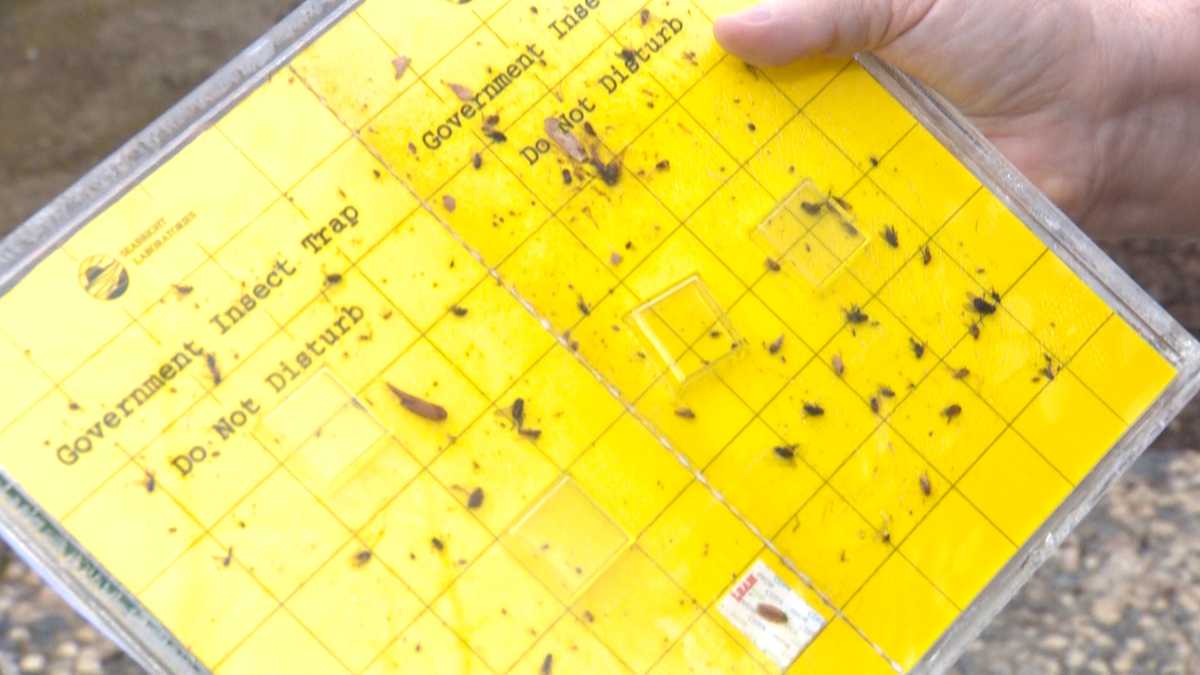 Bugs prompt Sacramento County citrus quarantine: 4 things to know