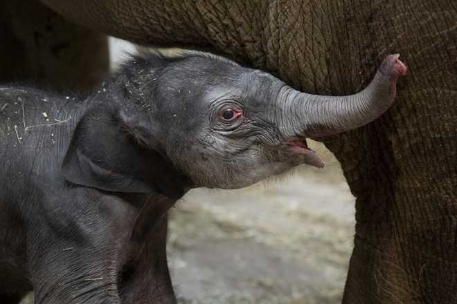 Ohio zoo's new elephant calf makes public debut