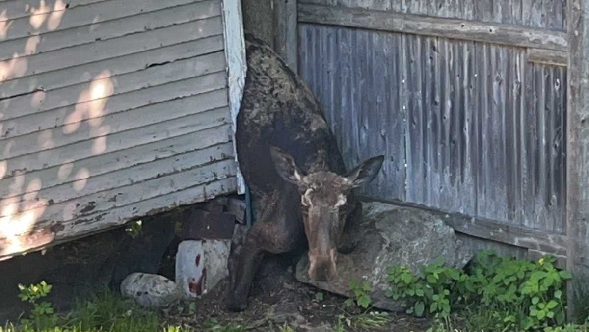 Young moose rescued after getting stuck in Auburn neighborhood