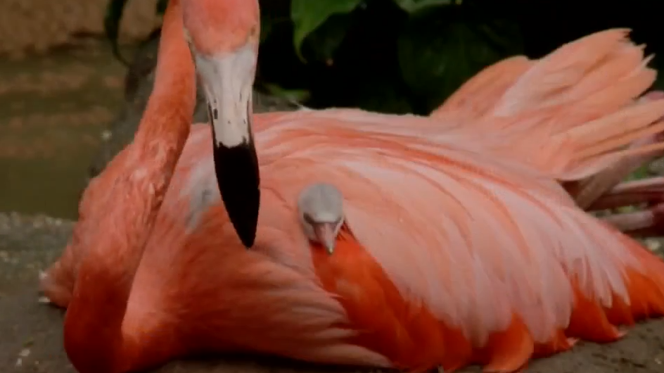 Audubon Nature Institute says all animals safe after Hurricane Ida