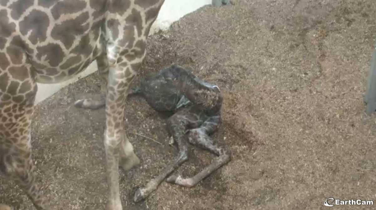 Greenville Zoo giraffe gives birth