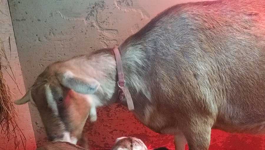 Person of interest identified in killing of pregnant goat