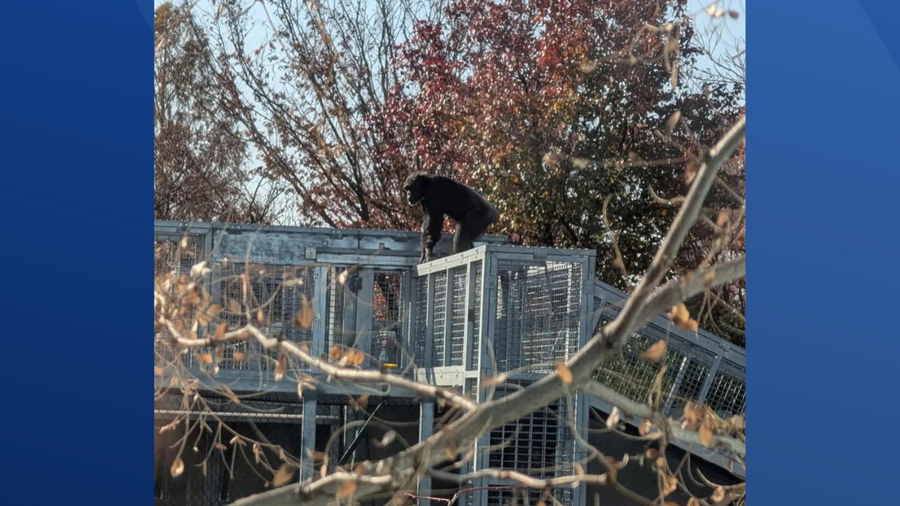 Chimp escapes enclosure at Indianapolis Zoo