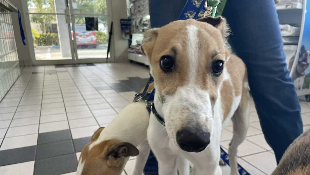 Florida program needs fosters for adorable greyhound puppies