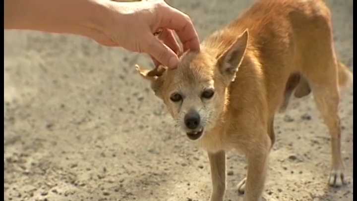 One man's emotional rescue efforts at a dog dumping ground