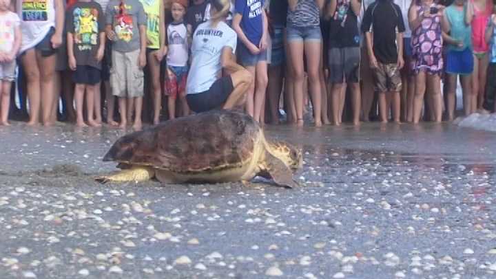 Thousands gather to send off sea turtle
