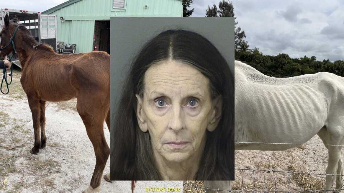 Owner arrested after several horses found emaciated, 1 dead