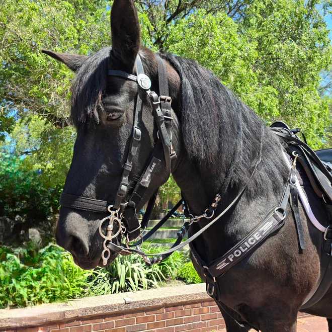 Milwaukee mounted patrol horse "Babe" retires