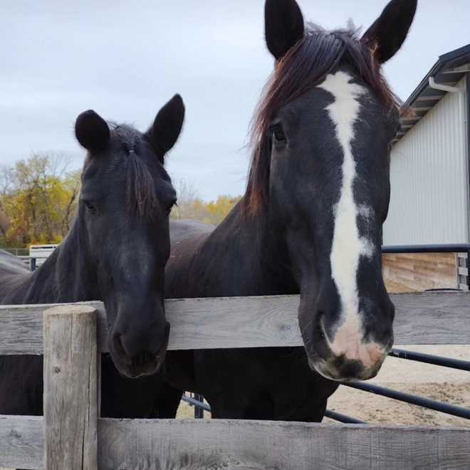 Milwaukee mounted patrol horse "Babe" retires