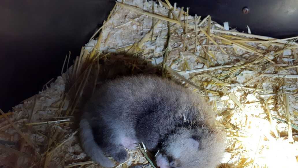 Surprise! Baby red panda born at the Cincinnati Zoo