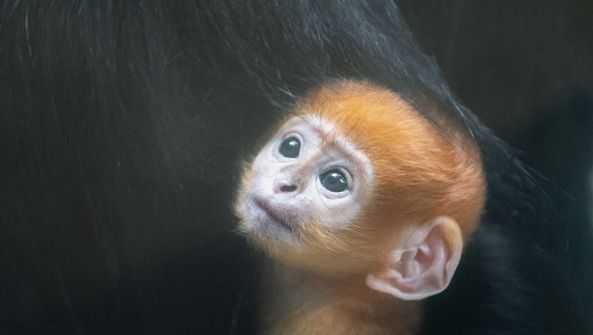 Baby Francois langur monkey born at Ohio zoo
