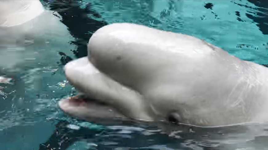 We're expecting: Georgia Aquarium announces baby beluga on the way