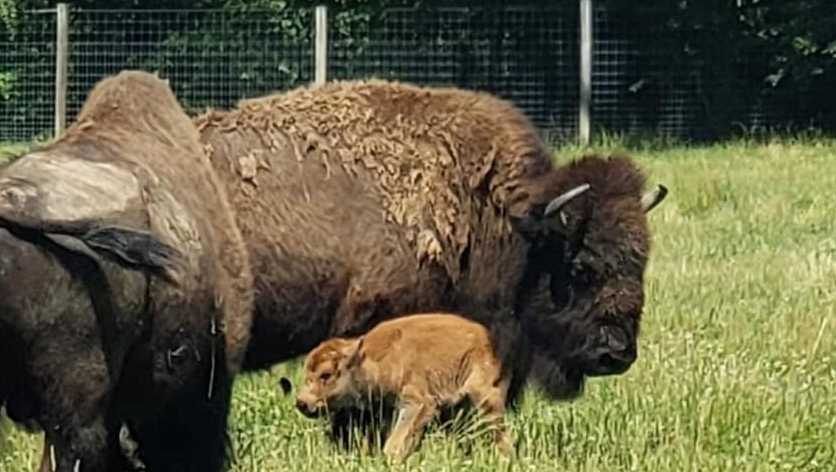 Baby bison born at an Indiana state park