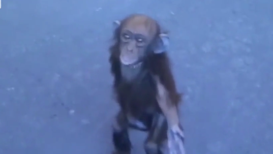 Orphan baby chimp begging for help rescued by primate sanctuary