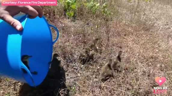 Florence firefighters rescue stranded ducks from storm drain