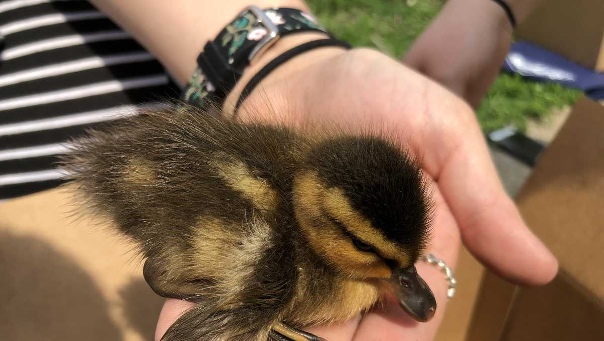 Workers help save ducklings