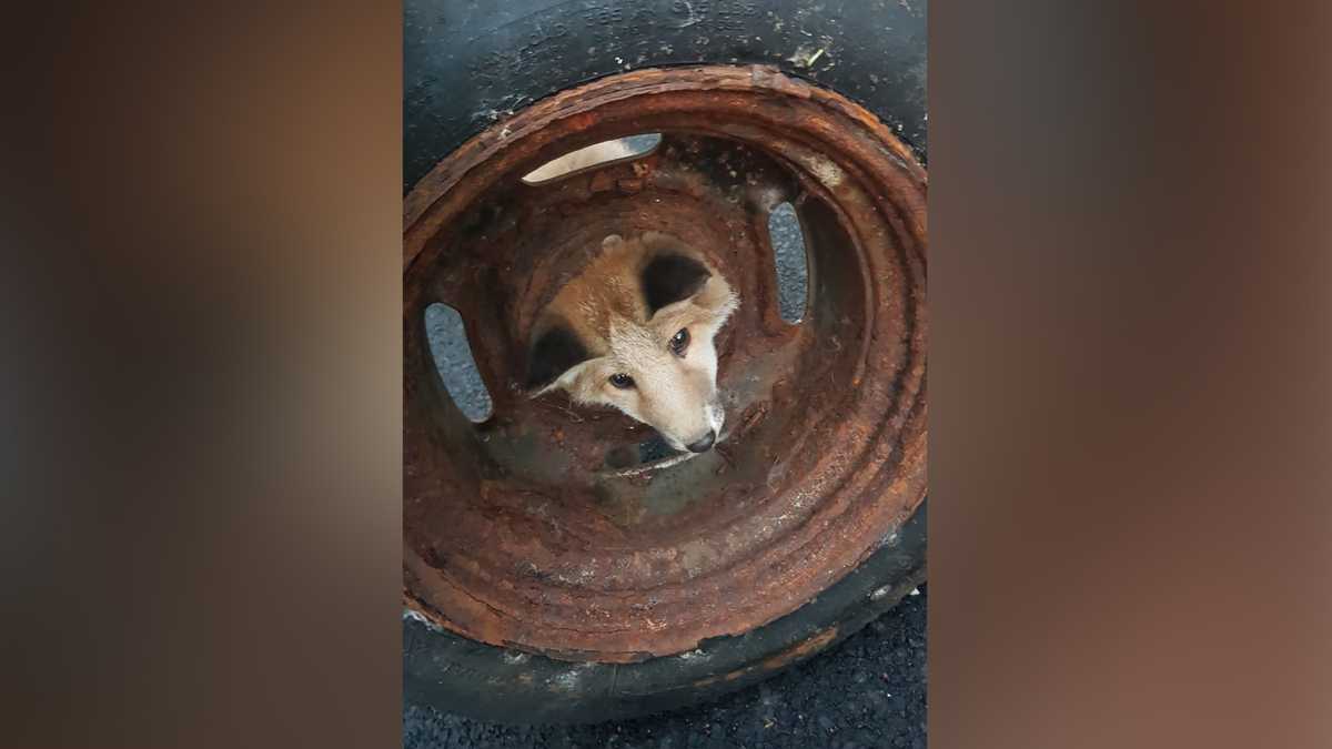 This baby fox was rescued by firefighters after getting its head stuck ...