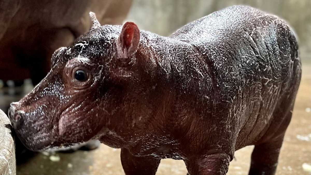 Cincinnati Zoo's hippo siblings Fiona, Fritz get to know each other