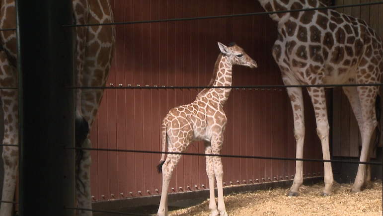 Milwaukee County Zoo celebrates giraffe's birth