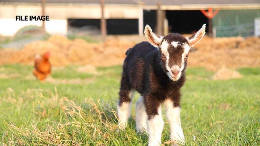 No kidding: Woman pulled over had baby goat in lap