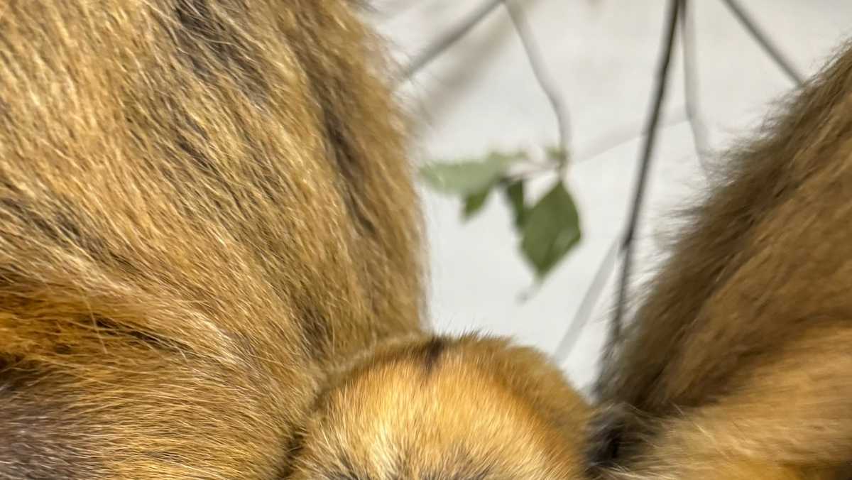 You can help the Birmingham Zoo name its precious baby howler monkey