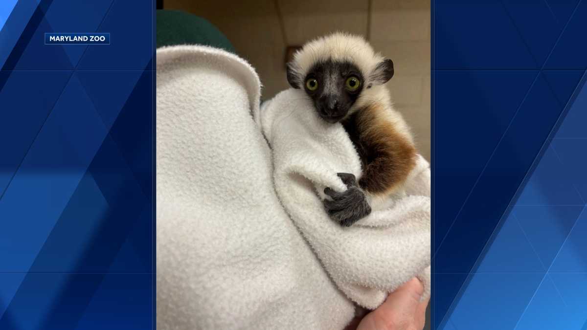 Maryland Zoo family grows after birth of lemur