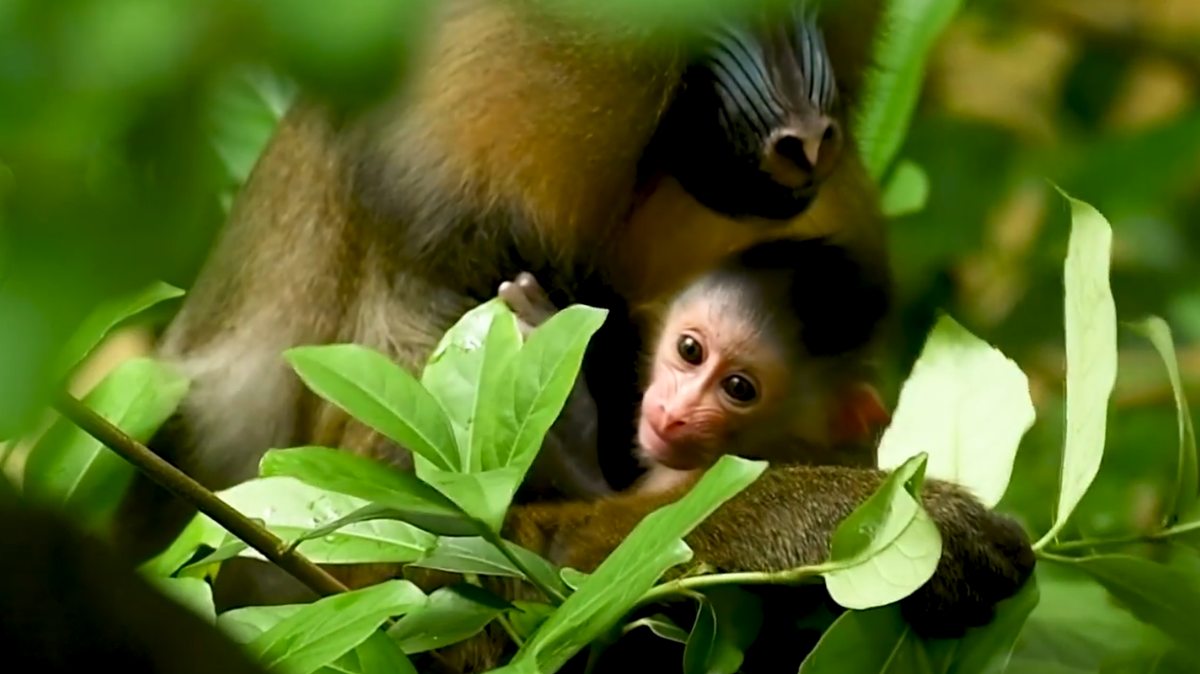 Disney welcomes baby mandrill