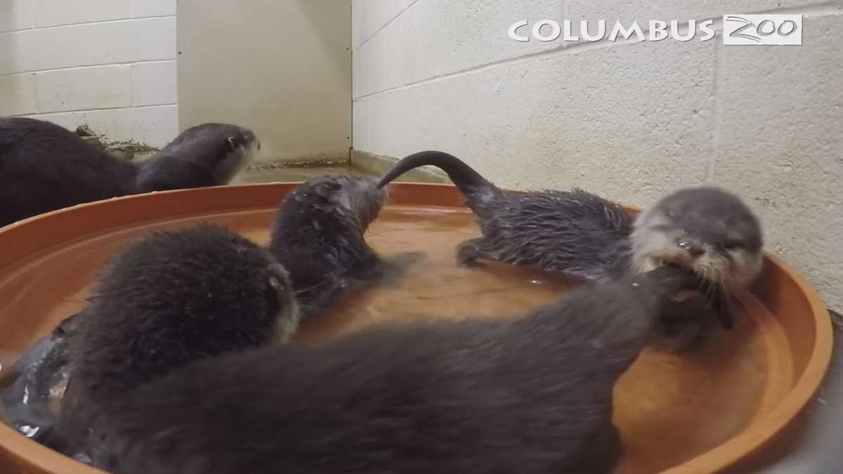 Otter pups thriving at Ohio Zoo and Aquarium