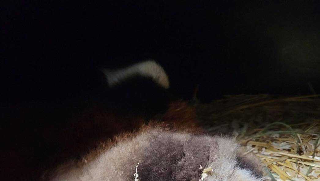 Guests can expect to see Cincinnati Zoo's surprise baby panda outside ...