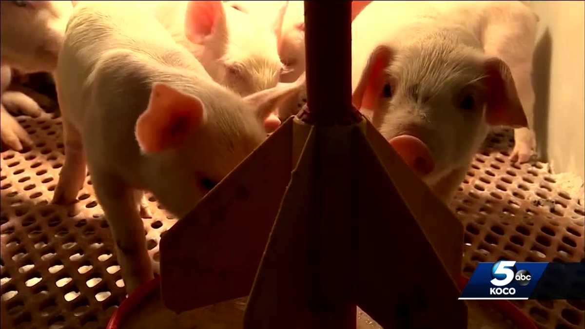 Farmers might have to euthanize baby pigs, hogs because there's nowhere ...