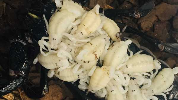 Emperor scorpion babies born at Cincinnati Zoo