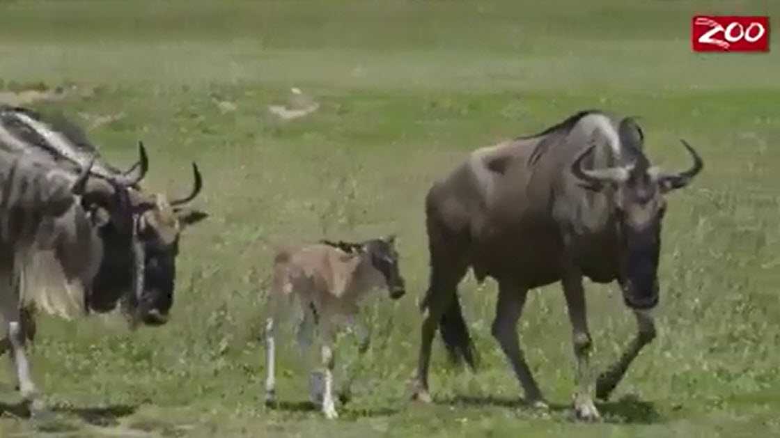 WATCH: Wildebeest birth caught on camera