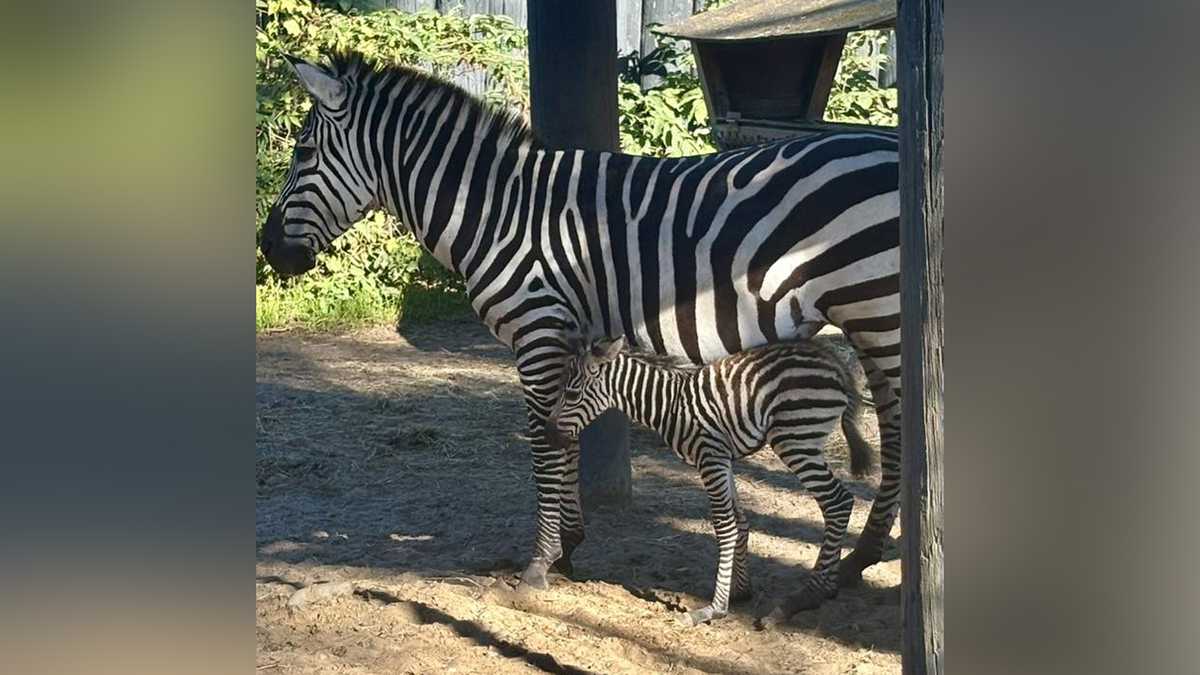 Baby zebra born at York's Wild Kingdom in Maine