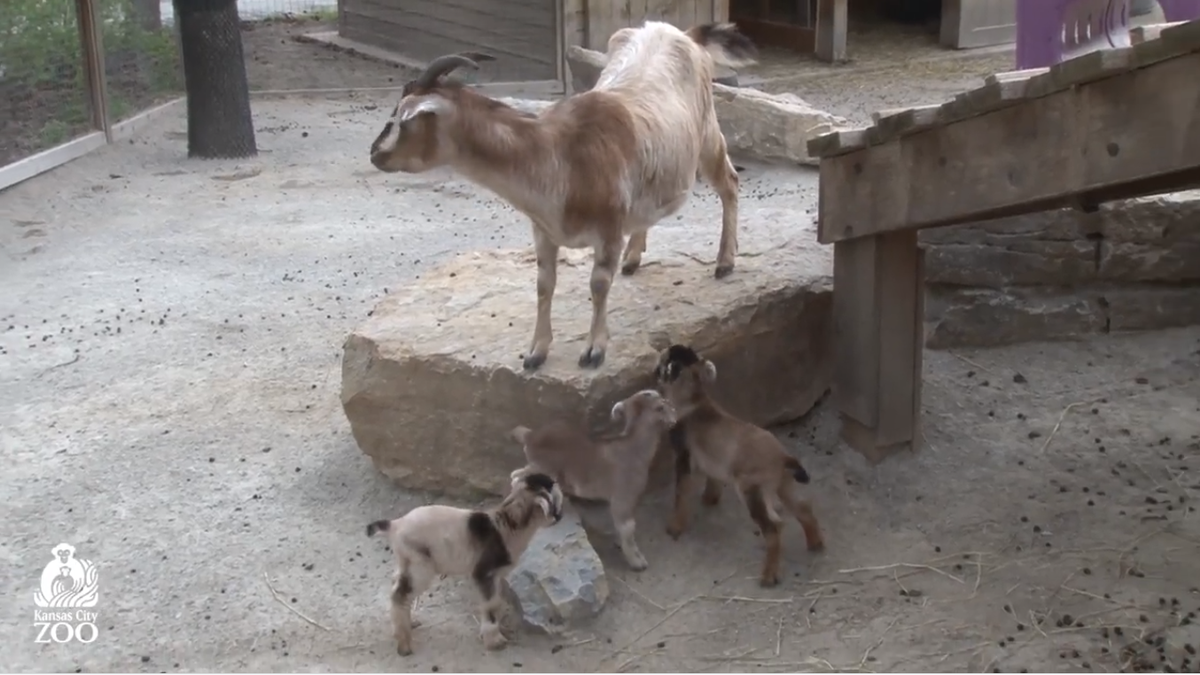 GOOD NEWS: KC Zoo asking for help to name new baby goats, five born in ...