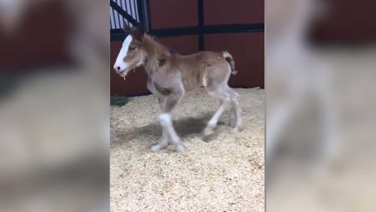 ‘Meet Carly’: First foal of 2019 arrives at Budweiser Clydesdale ...