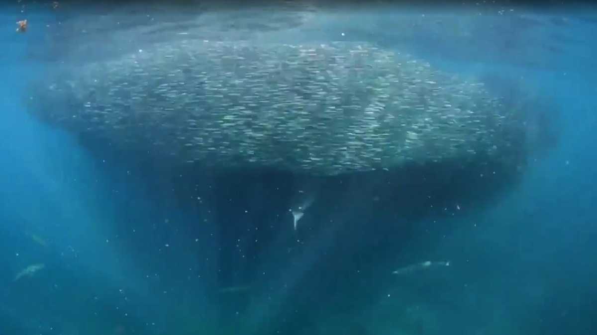 Spectacular video shows schools of fish working together