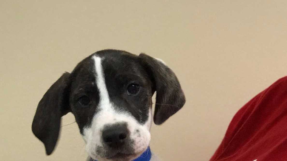 06/25 Pet of the Week: Baker