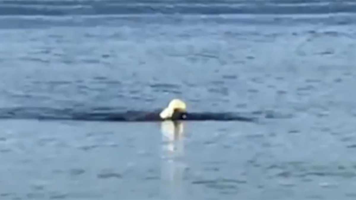 Video: Bald eagle swims to shore in Wolfeboro
