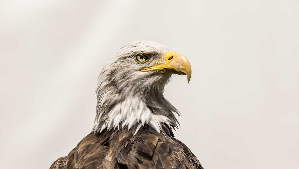 Bald eagles across the US are dying from lead poisoning