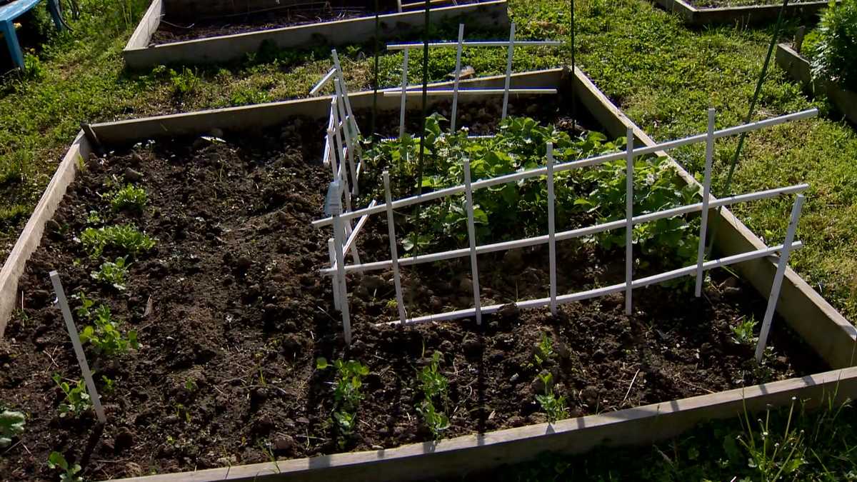 Baltimore Compost Collective helps you get rid of food scraps